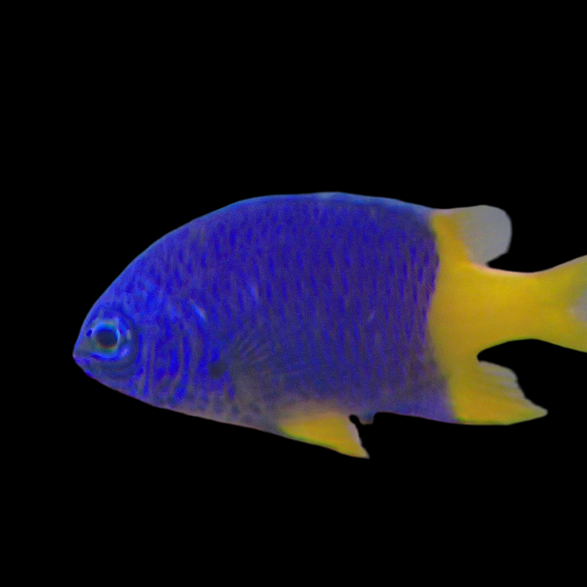 Chrysiptera arnazae - Gelbschwanz Riffbarsch online kaufen ...